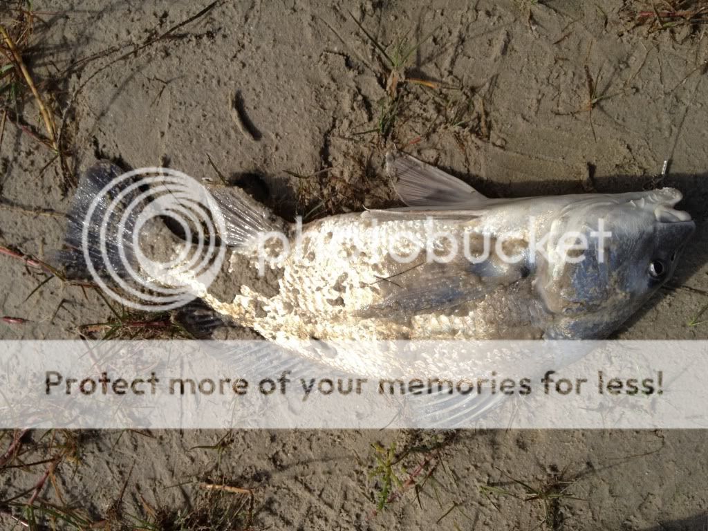 Port A w/ pics | Bass Fishing Forum